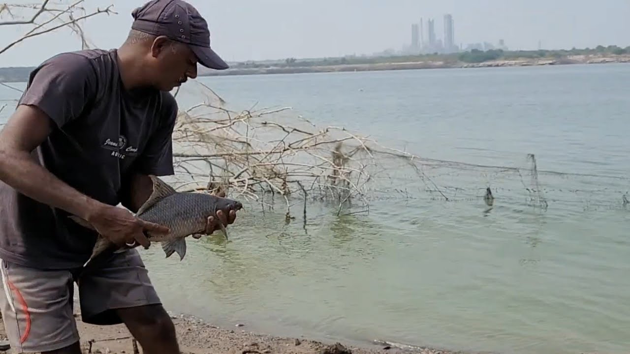 Fisherman Catching 2 type fish(Black Rohu & Small rohu)by Big Singal ...