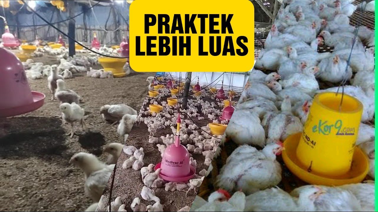 Hal Yang Harus Dilakukan Pada masa Brooding Ayam Broiler - YouTube
