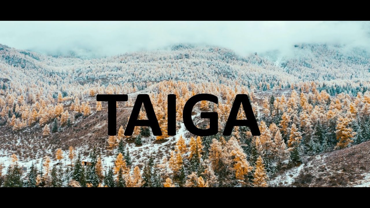 Taiga | Bioma - YouTube