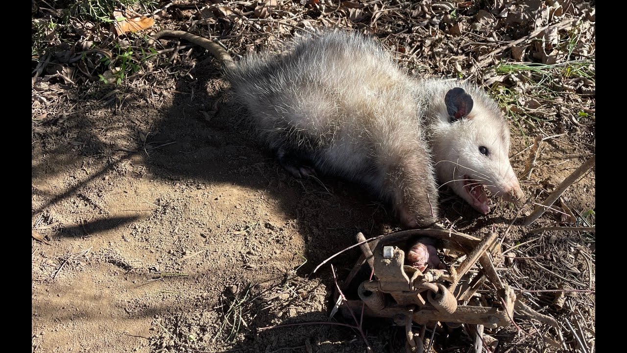 Opossum Catch and Release 12 5 24 - YouTube