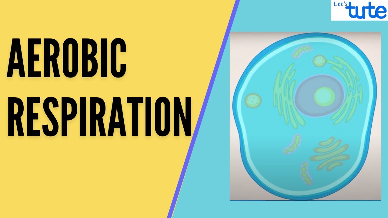 What is Aerobic Respiration? | Biology | Letstute - YouTube