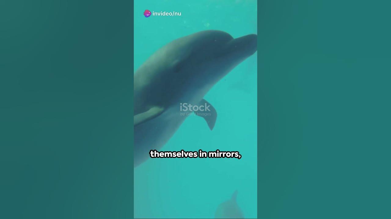 Dolphin Delights Unveiling Aquatic Mysteries #facts #shorts #viral - YouTube
