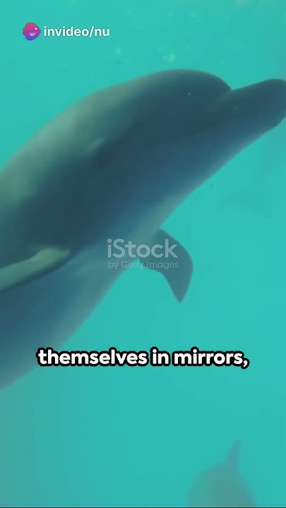 Dolphin Delights Unveiling Aquatic Mysteries #facts #shorts #viral - YouTube