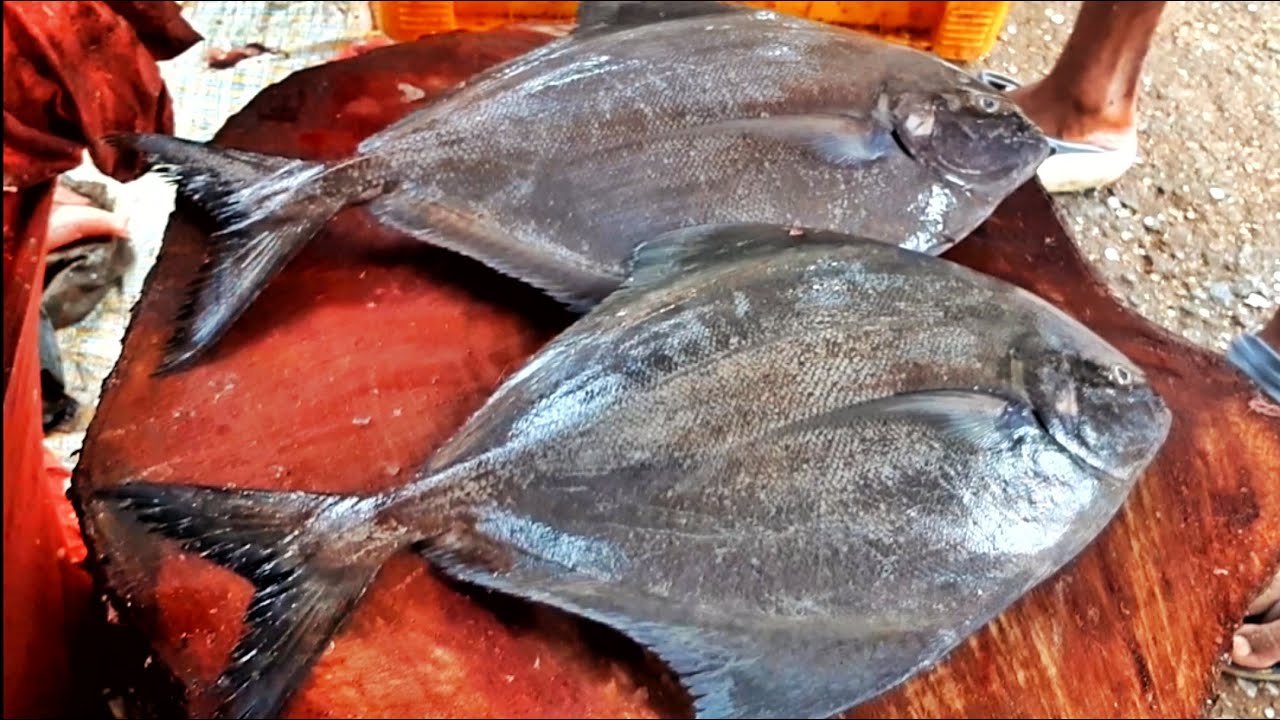 5KG $40 BLACK VAAVAL MEEN-|| POMRED FISH - YouTube