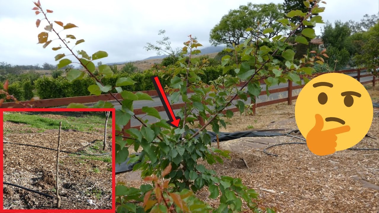 Stick Pruning a Fruit Tree | Part 1 - Spring - YouTube