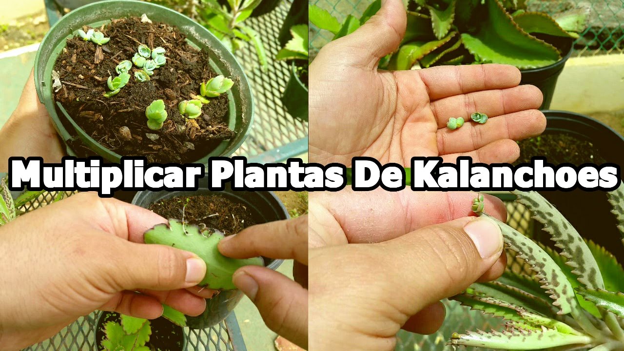 Como multiplicar plantas de kalanchoe