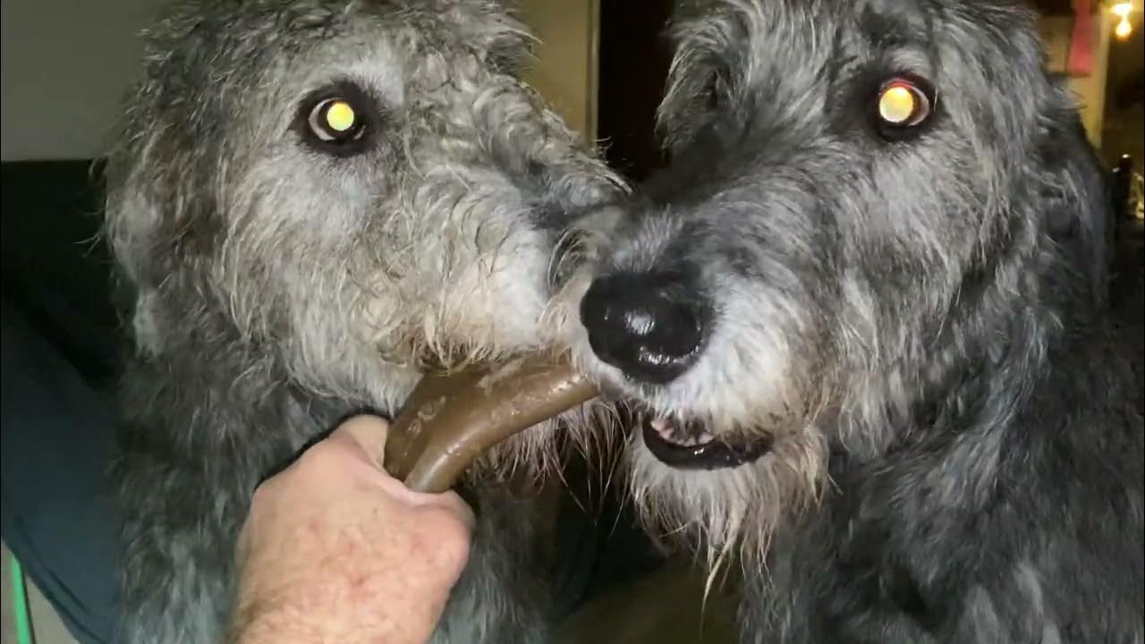 Irish wolfhound growl - YouTube