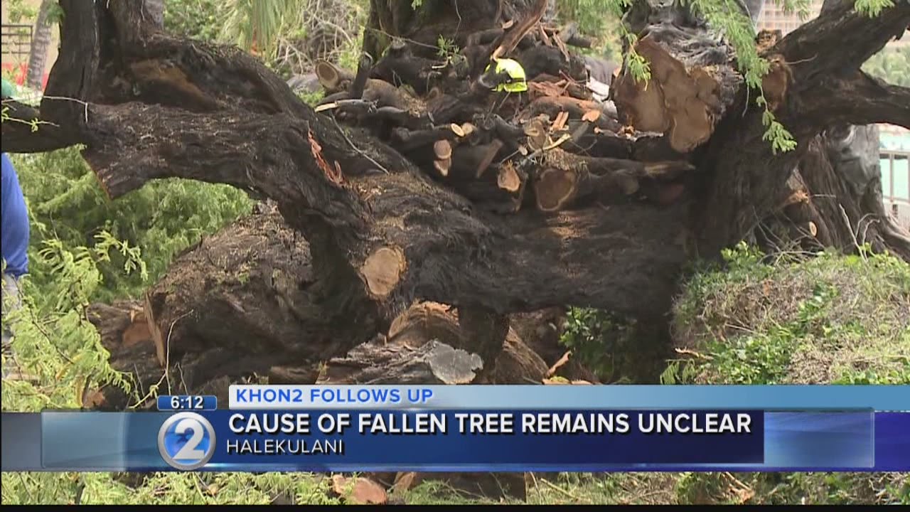 Iconic centuries-old tree could live on at Halekulani despite fall ...