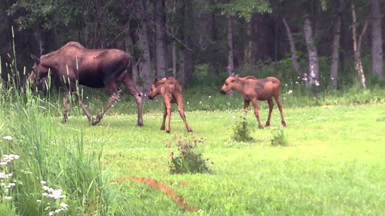 nursing twin moose calves - YouTube