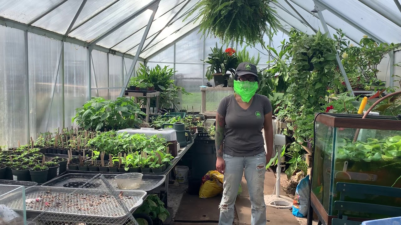 4/24: Virtual Field Trip: Greenhouse - YouTube