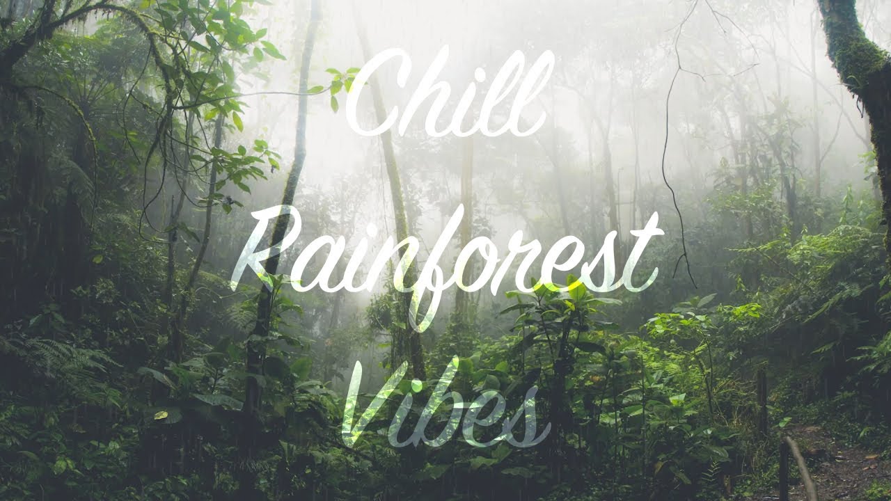 Chill Rainforest Vibes 1.0 | 10 Hours - YouTube