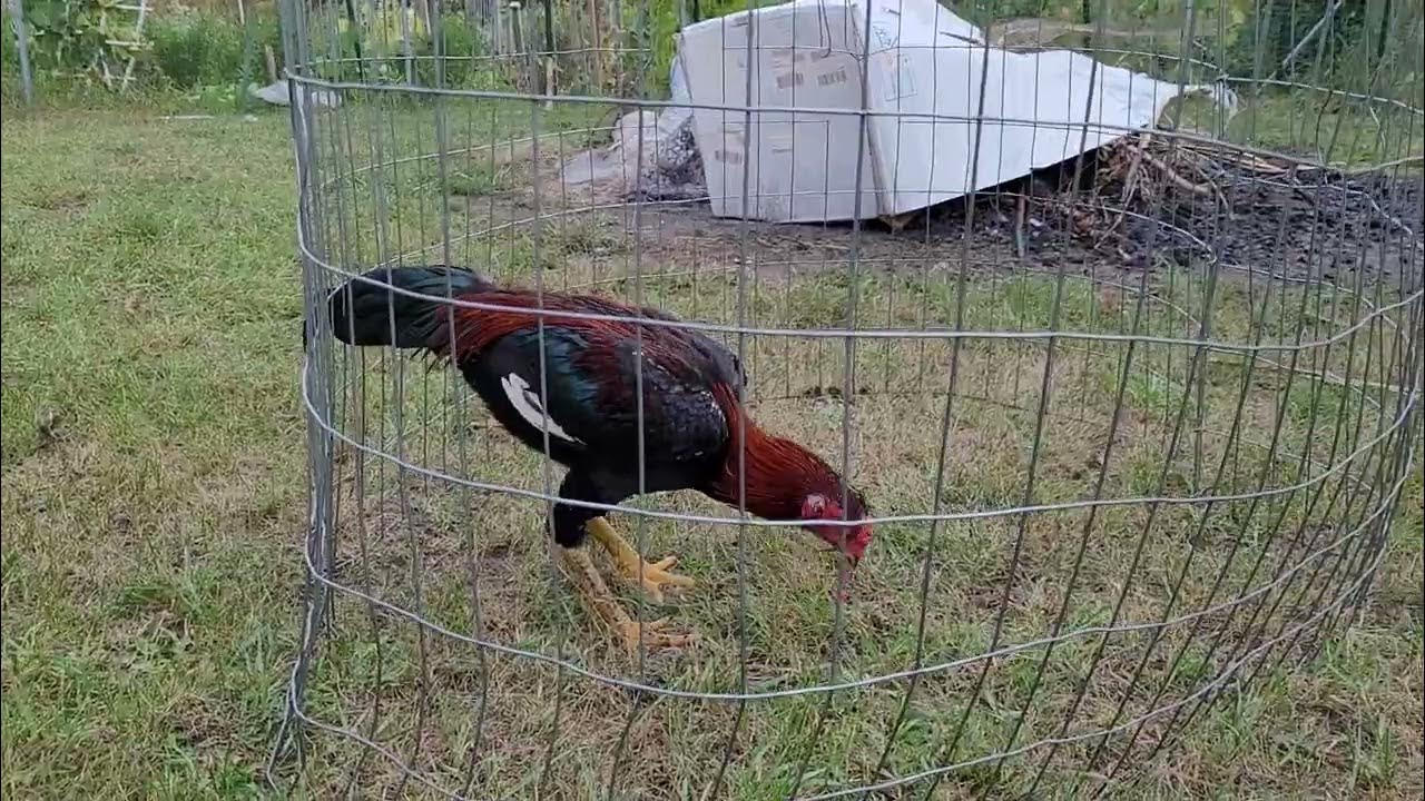 los saib kuv cov qaib - YouTube