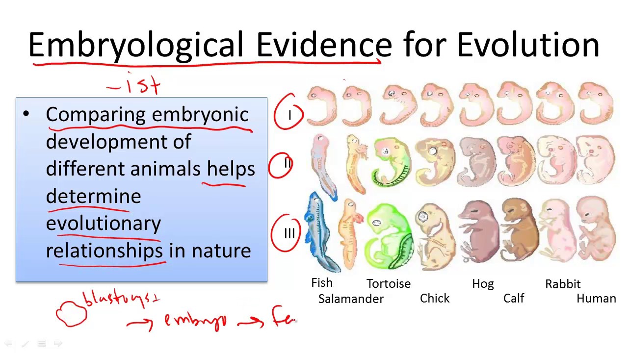 Embryological Evidence For Evolution YouTube