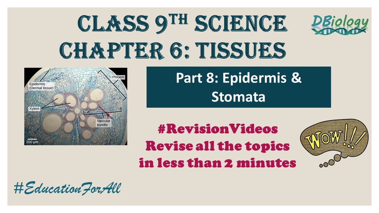 Class 9th Science: Chapter 6- Tissue PART 8 (Epidermis & Stomata) - YouTube