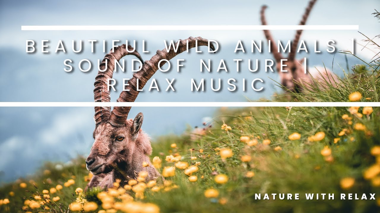 BEAUTIFUL WILD ANIMALS | SOUND OF NATURE | RELAX MUSIC | K T E R A 360 ...
