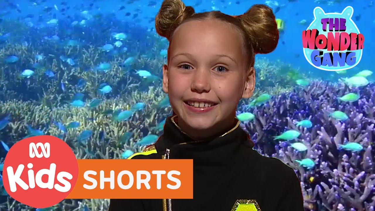 Fun Facts About Sea Creatures The Wonder Gang ABC Kids YouTube fun-facts-about-sea-creatures-the-wonder-gang-abc-kids-youtube