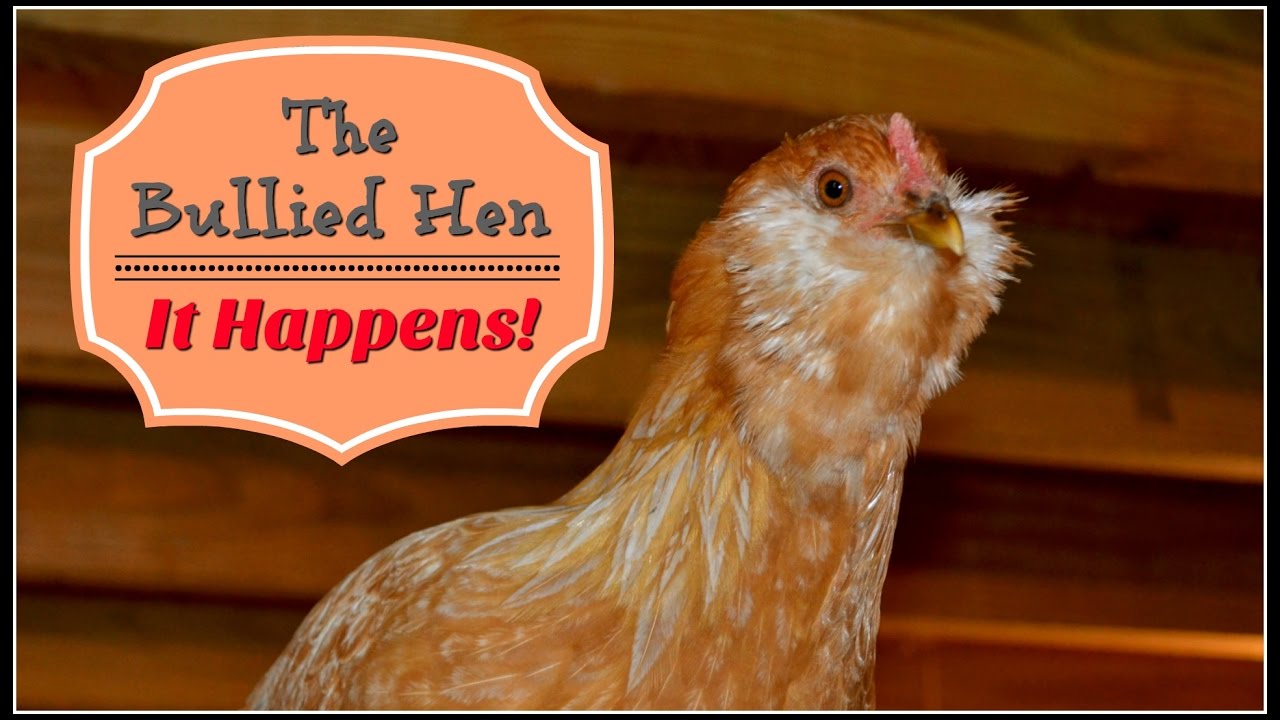 The Bullied Hen~It Happens! - YouTube