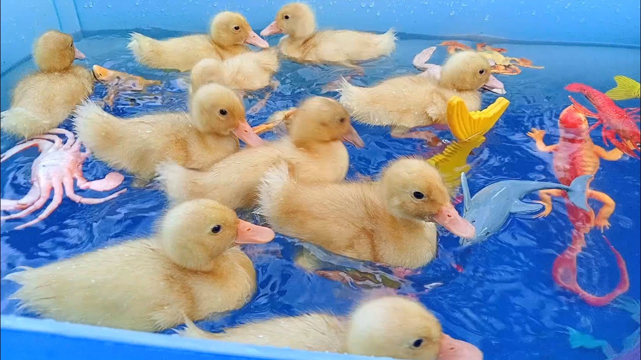 Cute Ducks Jump Deep Into A Pool Full Of Deadly Beasts, Chameleon ...
