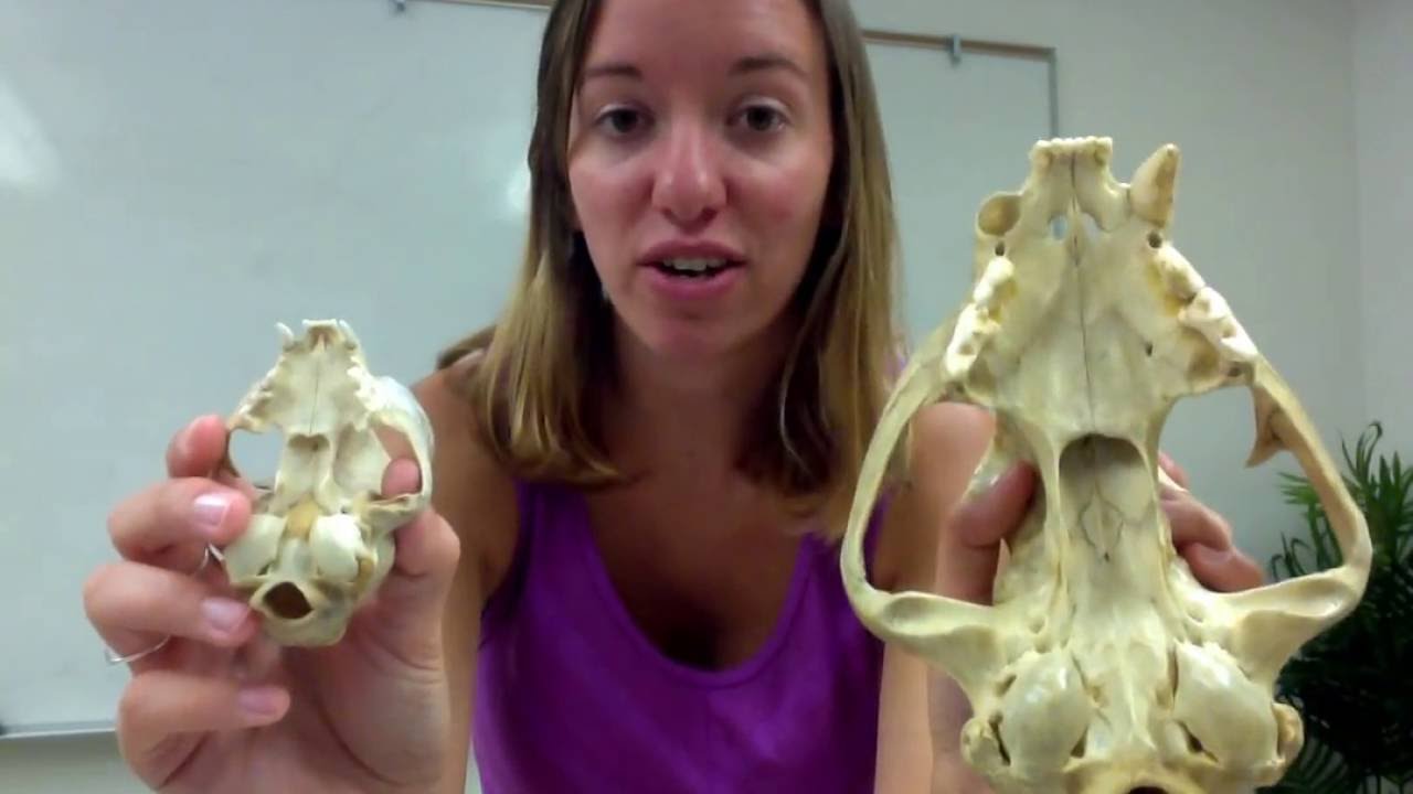 More Skull Comparisons - YouTube