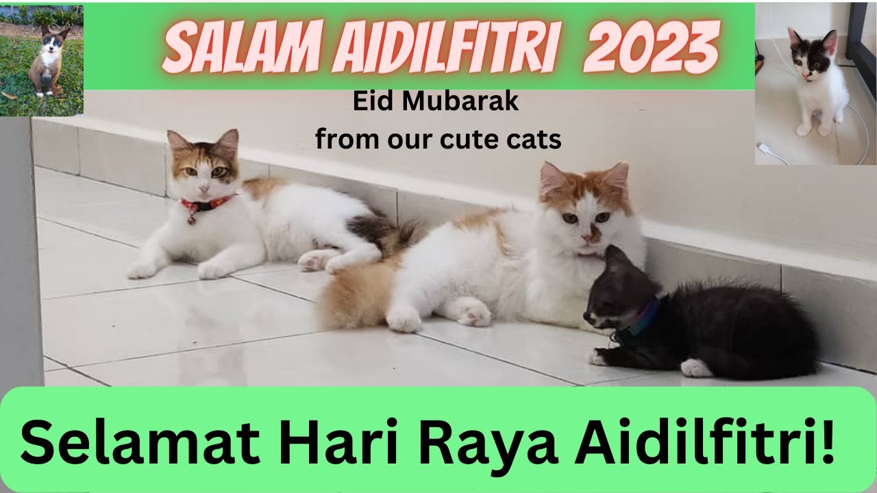 Selamat Hari Raya Aidilfitri 2023 |Happy Eidulfitr from our cute cats ...