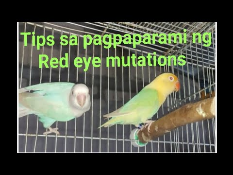 Tips sa pagpaparami ng Red eye mutations - YouTube
