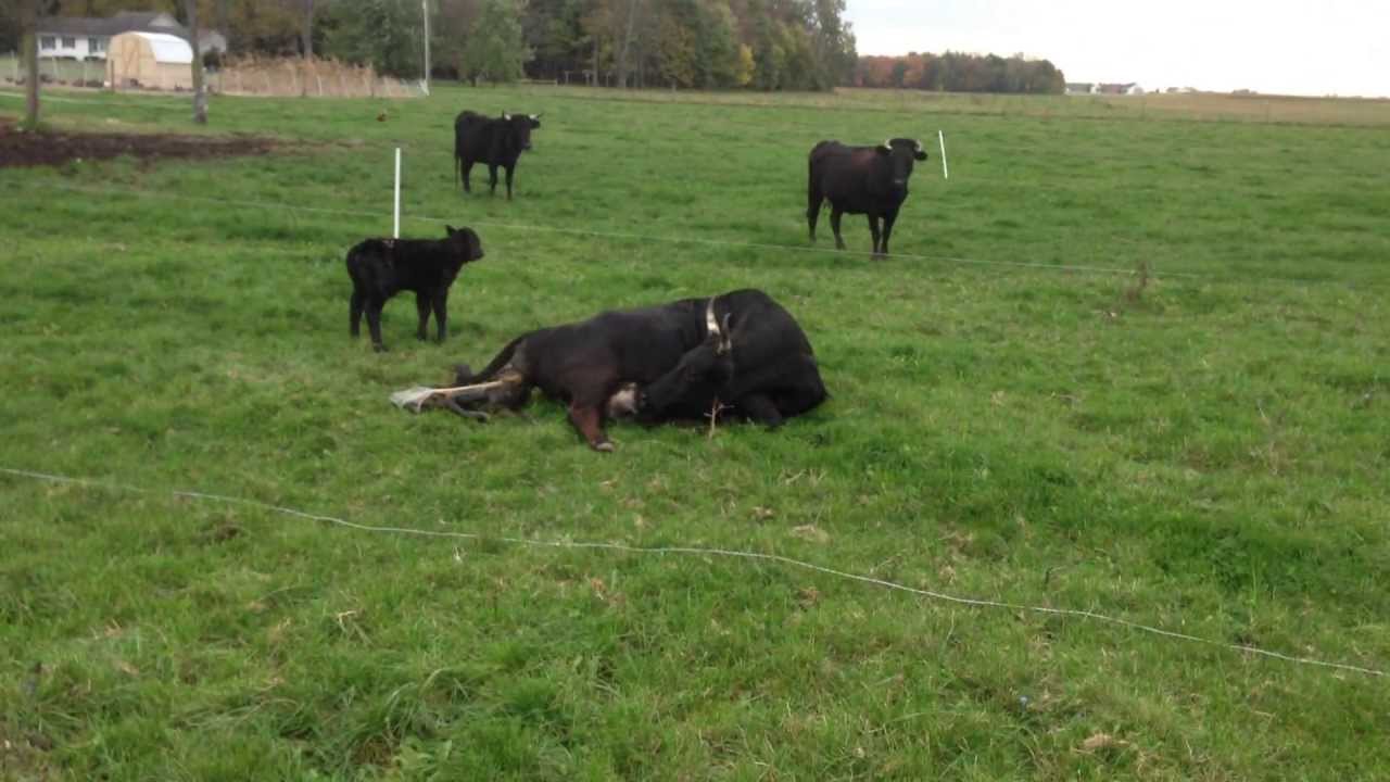 Dexter cow giving birth - YouTube