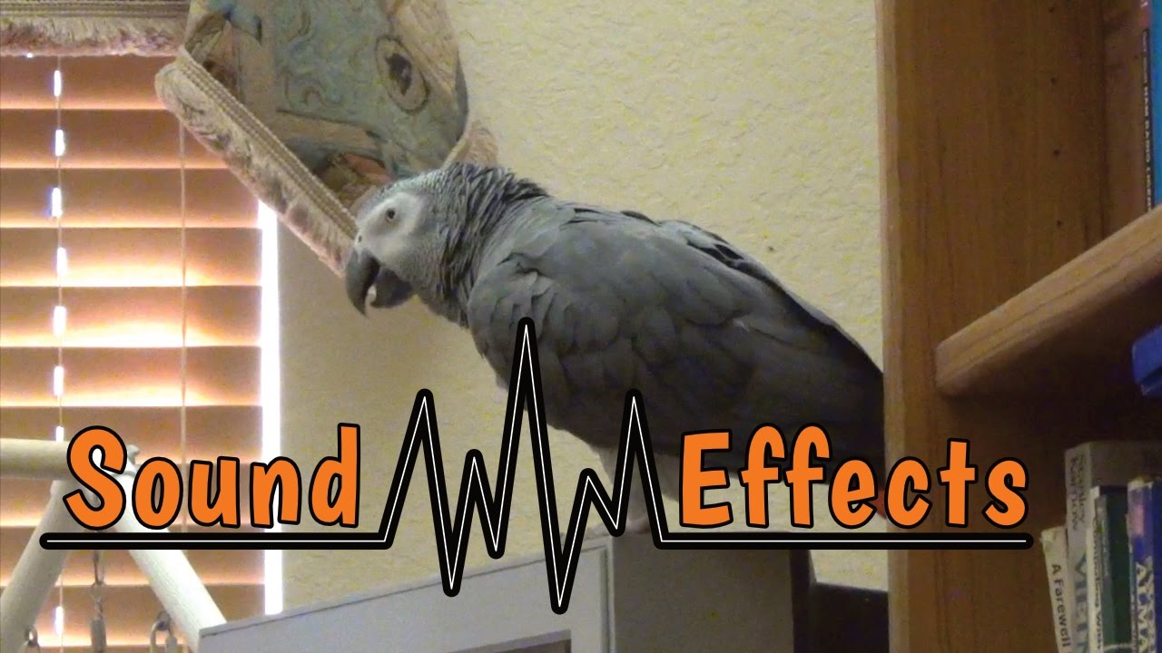 Einstein Parrot practices his amazing sound effects - YouTube