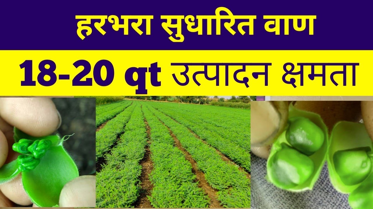 हरभरा सुधारित वाण जे 18 क्विंटल एकरी उत्पादन देवू शकतात | harbhara ...