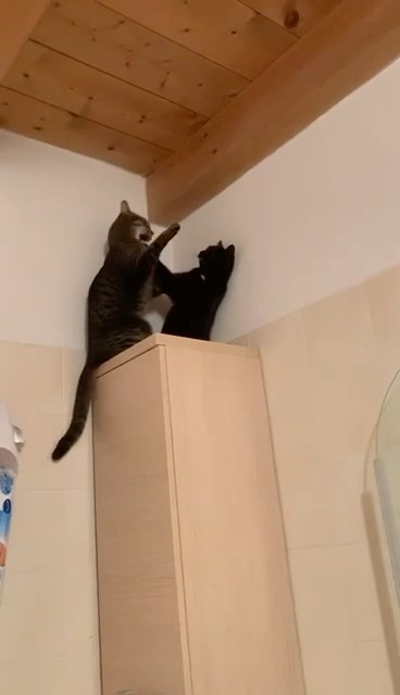 Cat Pro Wrestlers (Lightning Match) 🐱🤼‍♀️ - YouTube