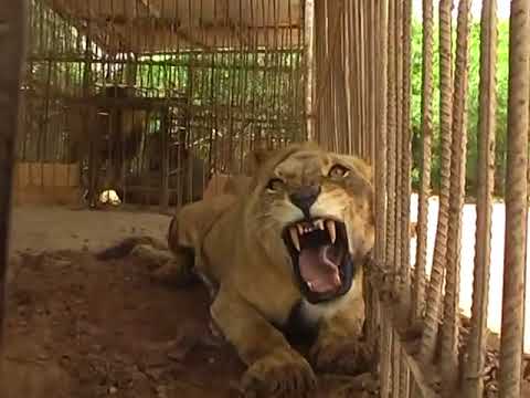 Somalia Hargeisa Lions Program - YouTube