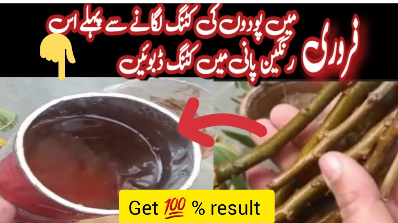 How to grow cutting || grow cuttings with 💯 % result. by # ...