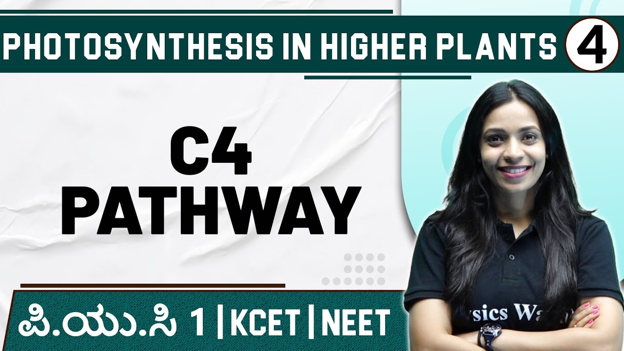PHOTOSYNTHESIS IN HIGHER PLANTS - 04 | C4 Pathway | Botany | PUC 1 ...