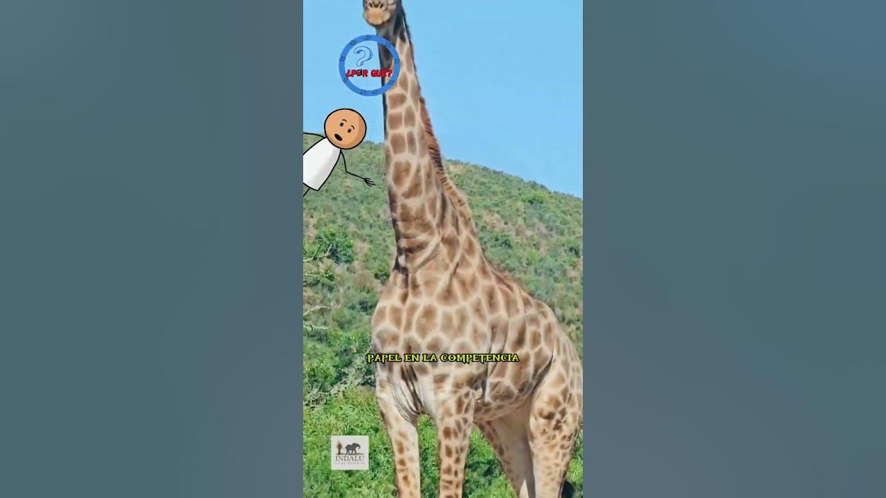 ¿Por qué las jirafas tienen el cuello tan largo? 🦒🌳 - YouTube