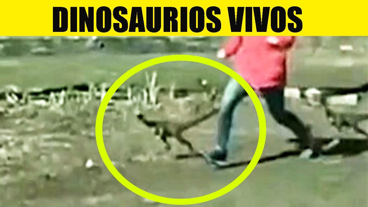 dinosaurios captados por una cámara y vistos en la vida real - YouTube