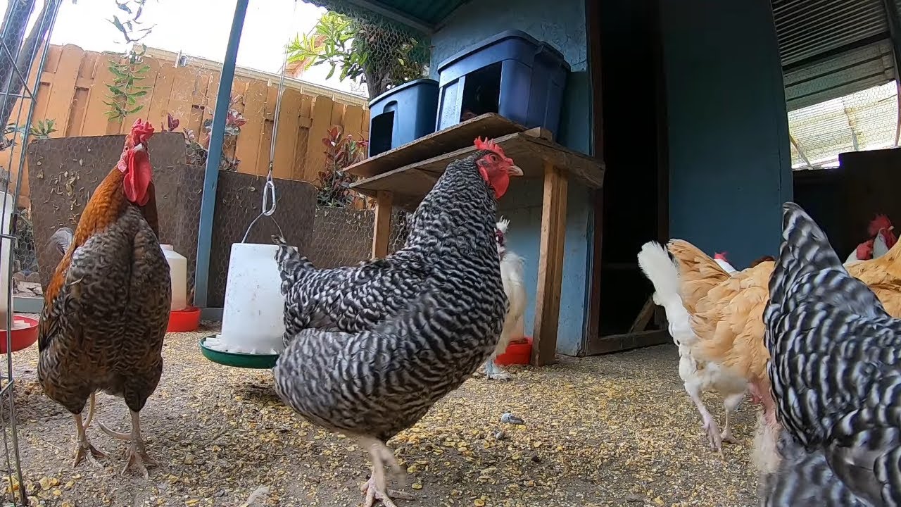 Backyard Chickens Relaxing Coop Activity Sounds Noises Hens Clucking backyard-chickens-relaxing-coop-activity-sounds-noises-hens-clucking
