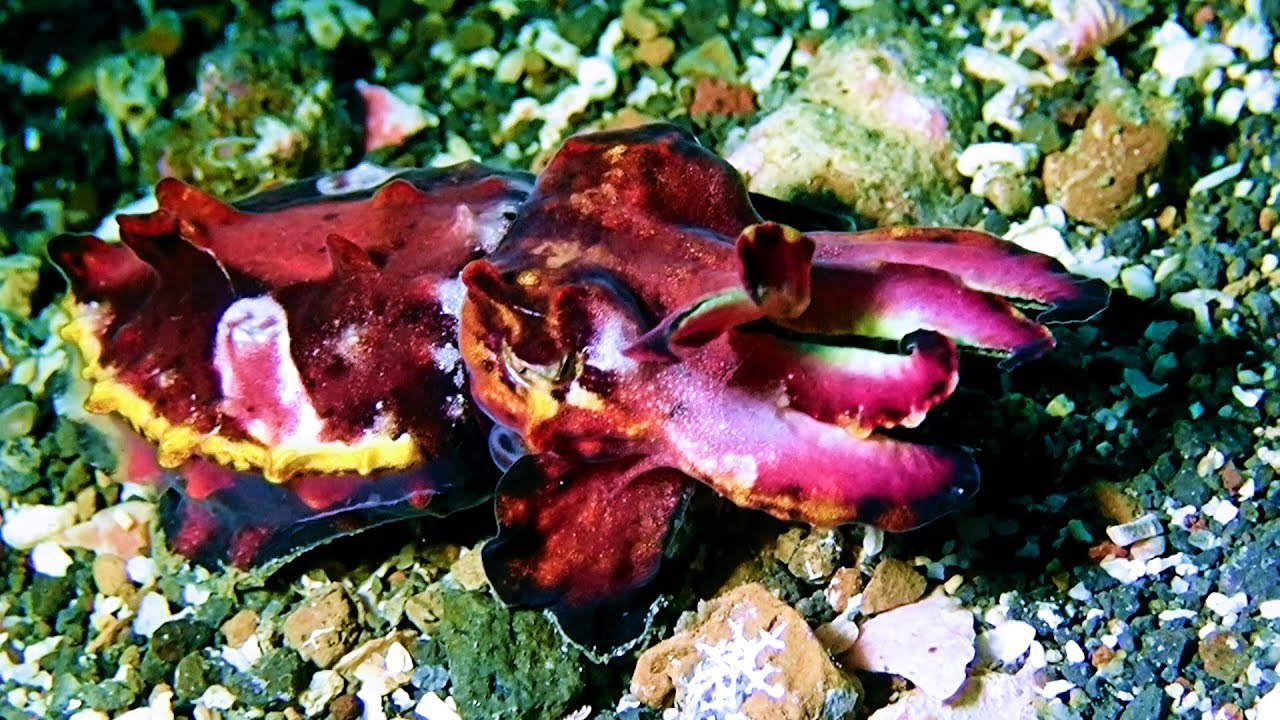 Secret Way Flamboyant Cuttlefish Eat. Hint. They Have No Tongue - YouTube