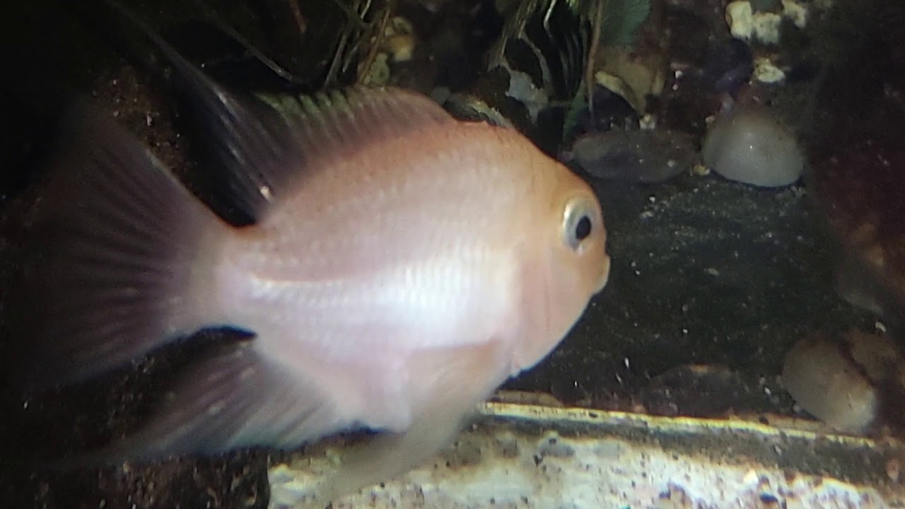 watch going on? Jan. 1, 2020 wiglers update of polar blue parrotfish ...