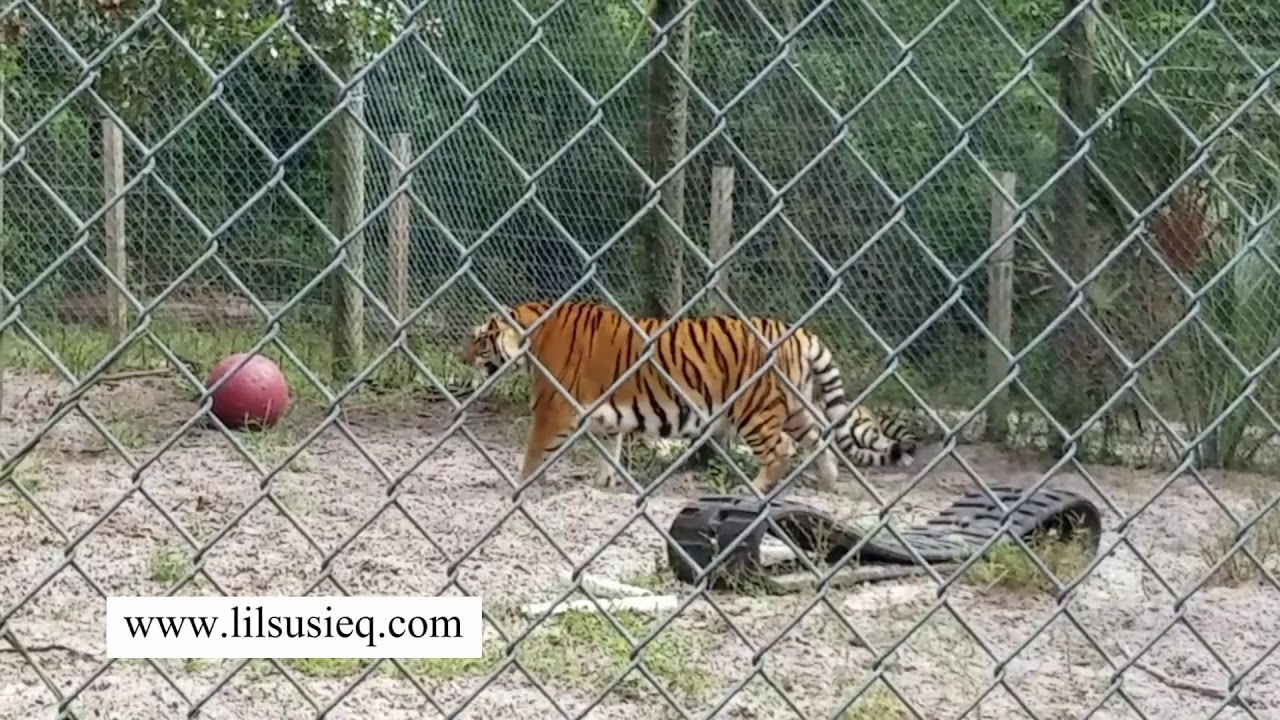 tiger care foundation 2 - YouTube
