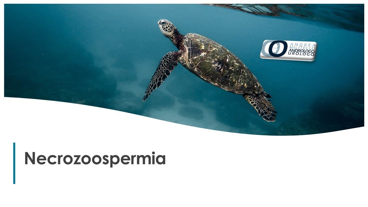Necrozoospermia.Quando lo spermatozoo non è vitale. Necrozoospermia ...