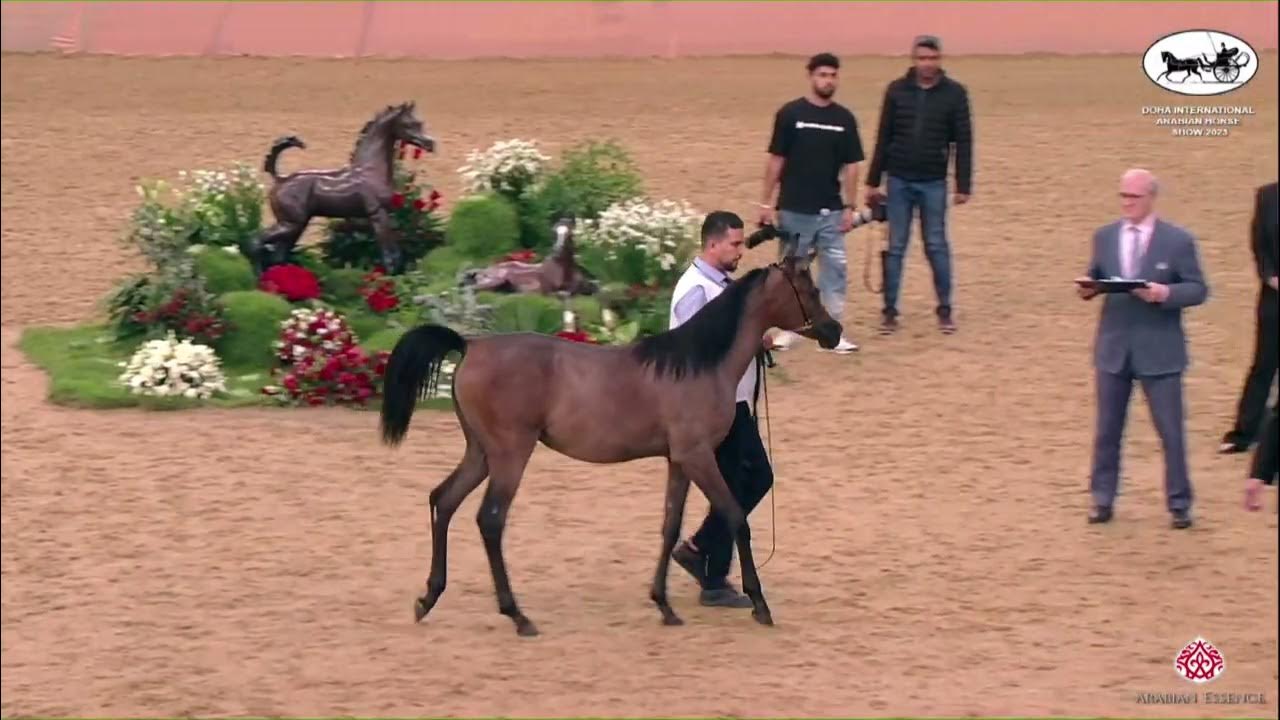 N 33 GAZA AL BAIRAQ Doha International Arabian Horse Show 2023 Yearling ...