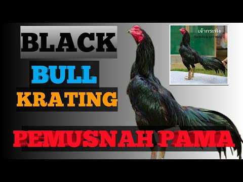 NG3RIII...!BLACKBULL KRATING SI PEMUSNAH PAMA..!!