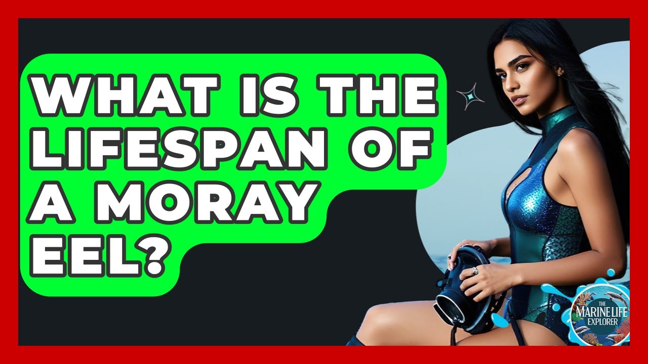 What Is The Lifespan Of A Moray Eel? - The Marine Life Explorer - YouTube