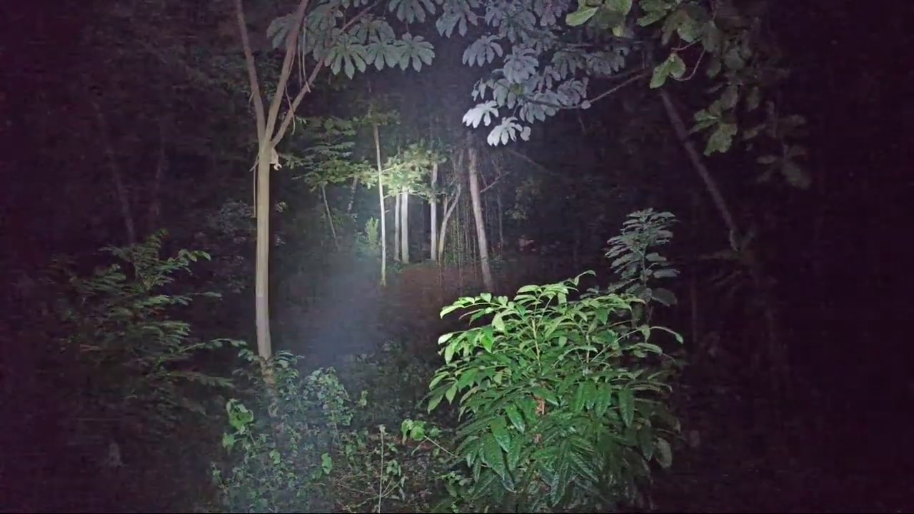 🔴 [Live] Misteri Hutan Larangan Sarang Pocong Wedon - YouTube
