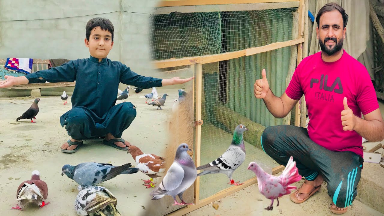 How To Make A Pigeon Cage setup: Unique Breeding Box Easly😱 - YouTube