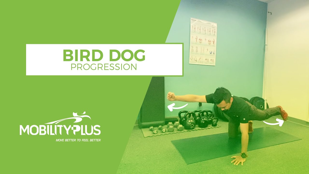 Core Exercises for Low Back Pain - The Bird Dog Progression - YouTube