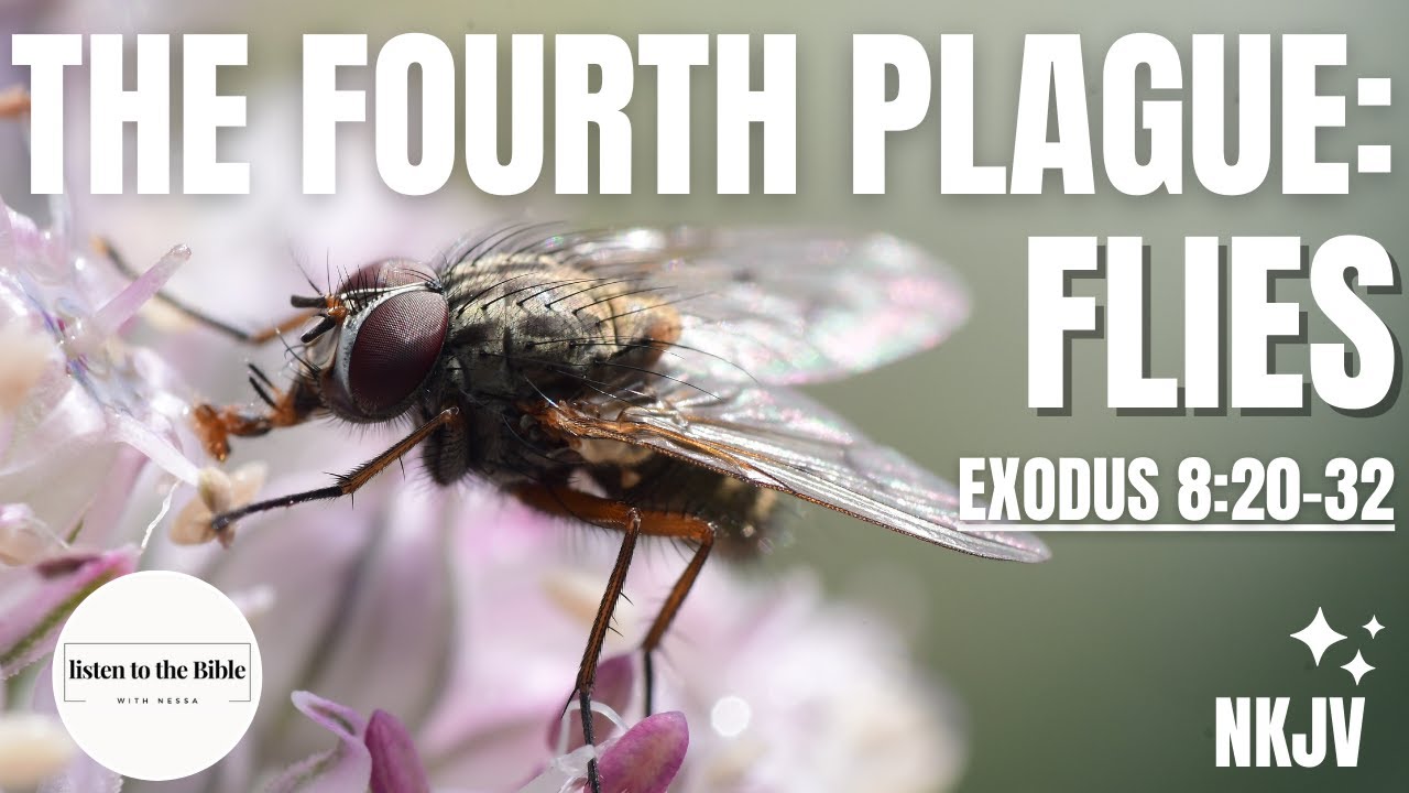 The Fourth Plague : Flies (Exodus 8:20-32) | listen to the Bible while you sleep (Audio Bible ...