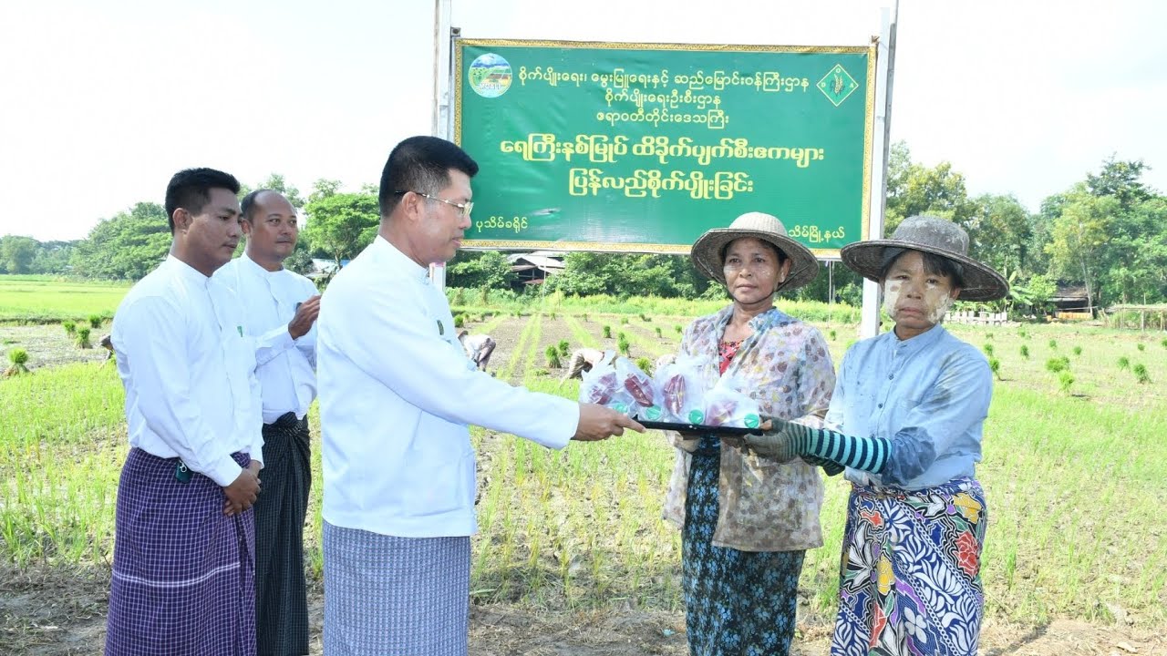 ရေကြီးနစ်မြုပ် ထိခိုက်ပျက်စီး စိုက်ဧက ၄ ဧကတွင် မိုးစပါးပြန်လည် စိုက်ပ