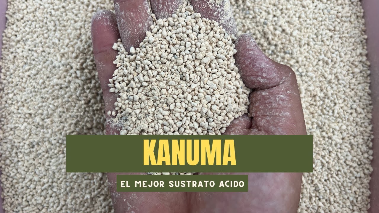 Todo sobre la Kanuma: El Sustrato Esencial para Bonsáis Acidófilos ...