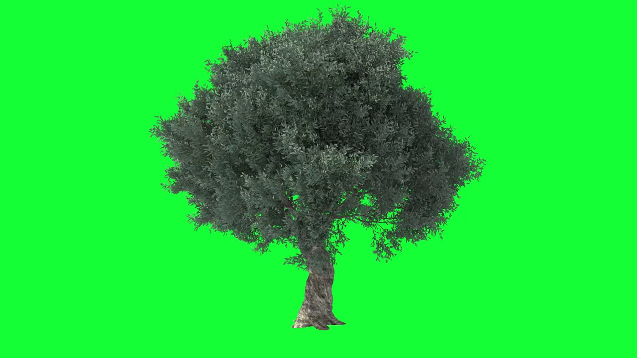 Animated Tree Soft Winds Green Screen HD - YouTube