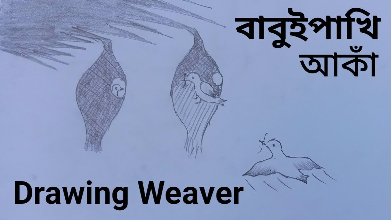 How to draw weaver. বাবুইপাখি আকাঁ শিখুন - YouTube